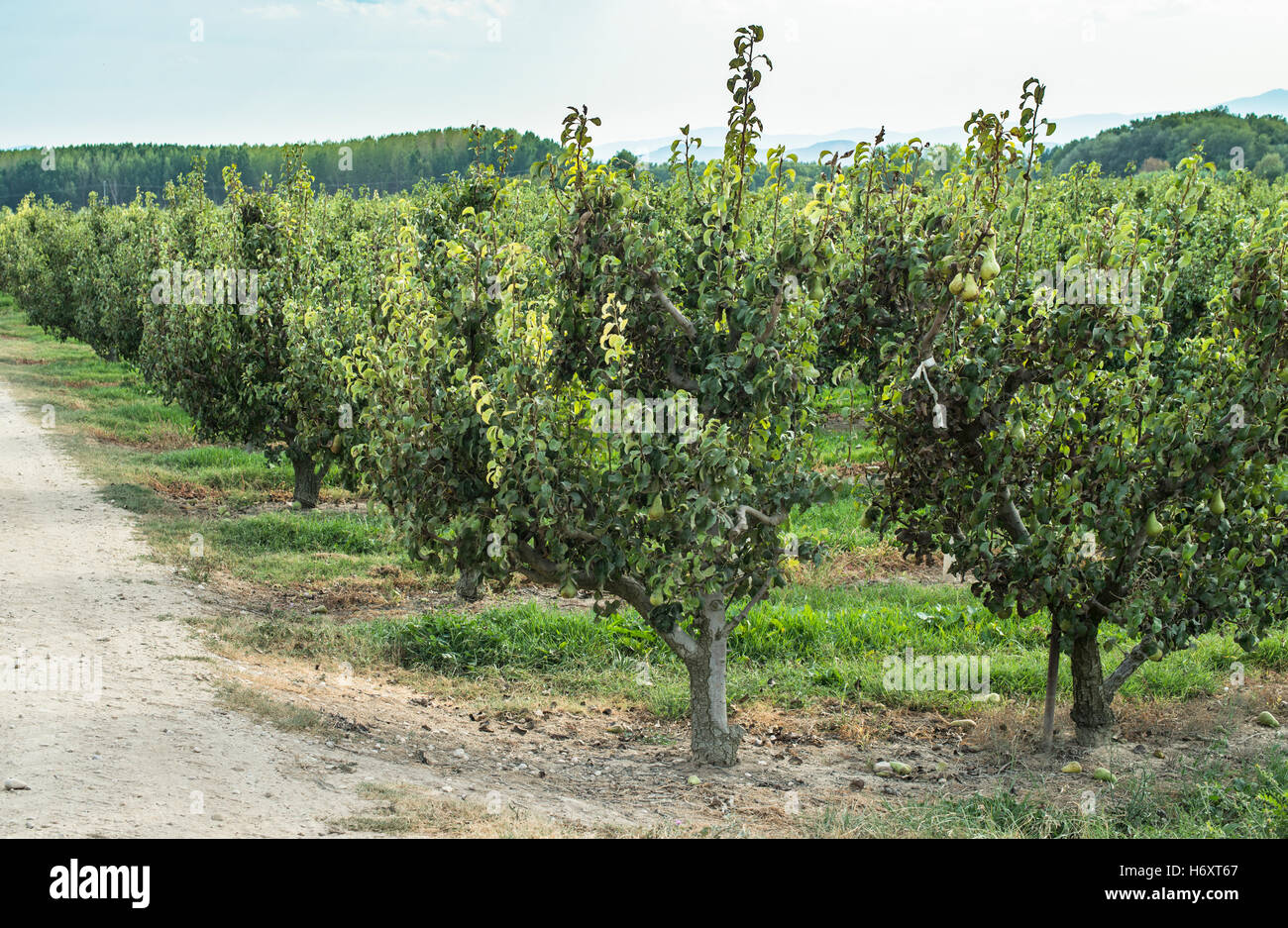 Pears in orchard. Pears trees Stock Photo - Alamy