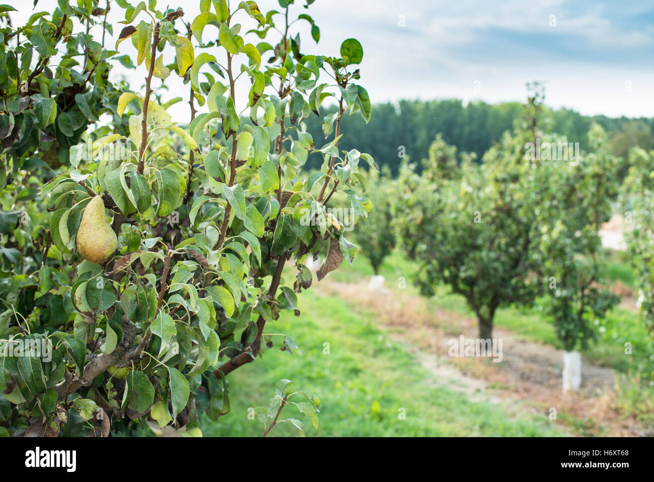 Pears in orchard. Pears trees Stock Photo - Alamy