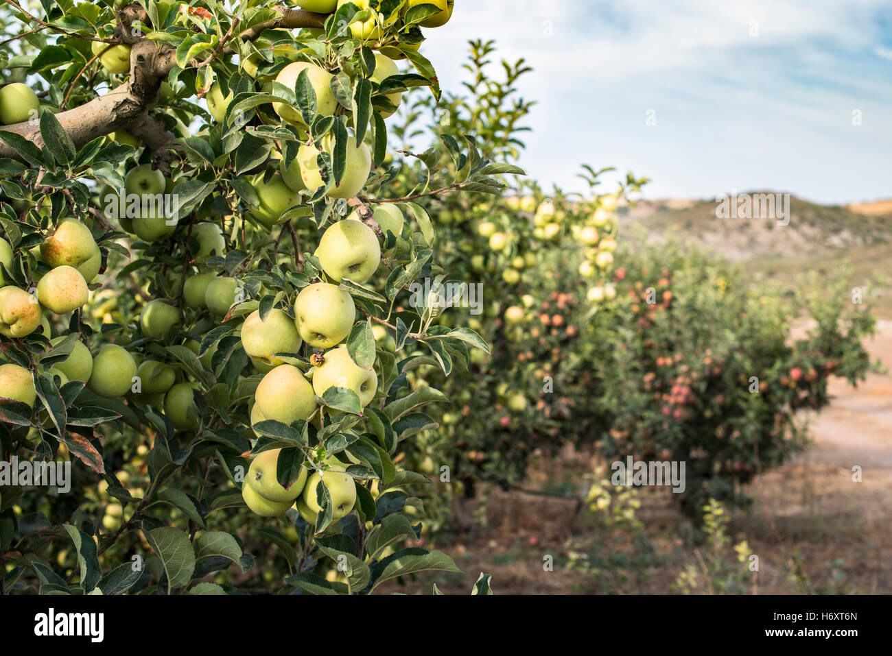Green apples tree in the orchard Stock Photo - Alamy