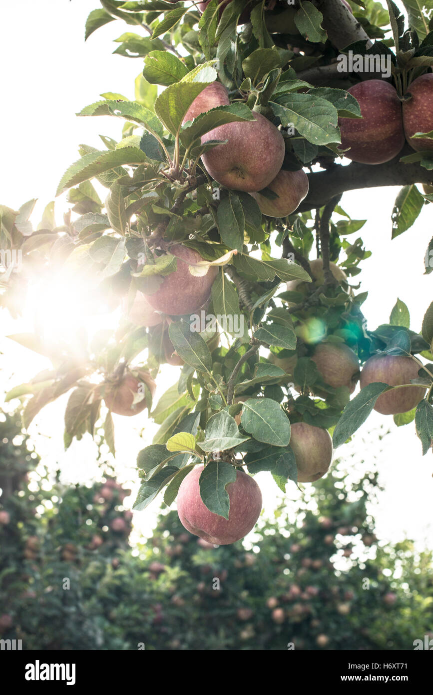 Red apples tree in the orchard Stock Photo - Alamy
