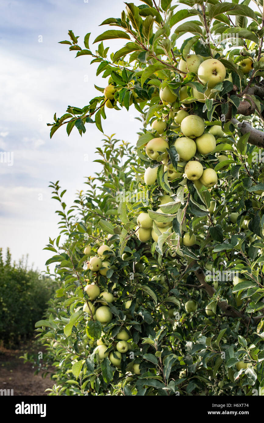 Green apples tree in the orchard Stock Photo - Alamy