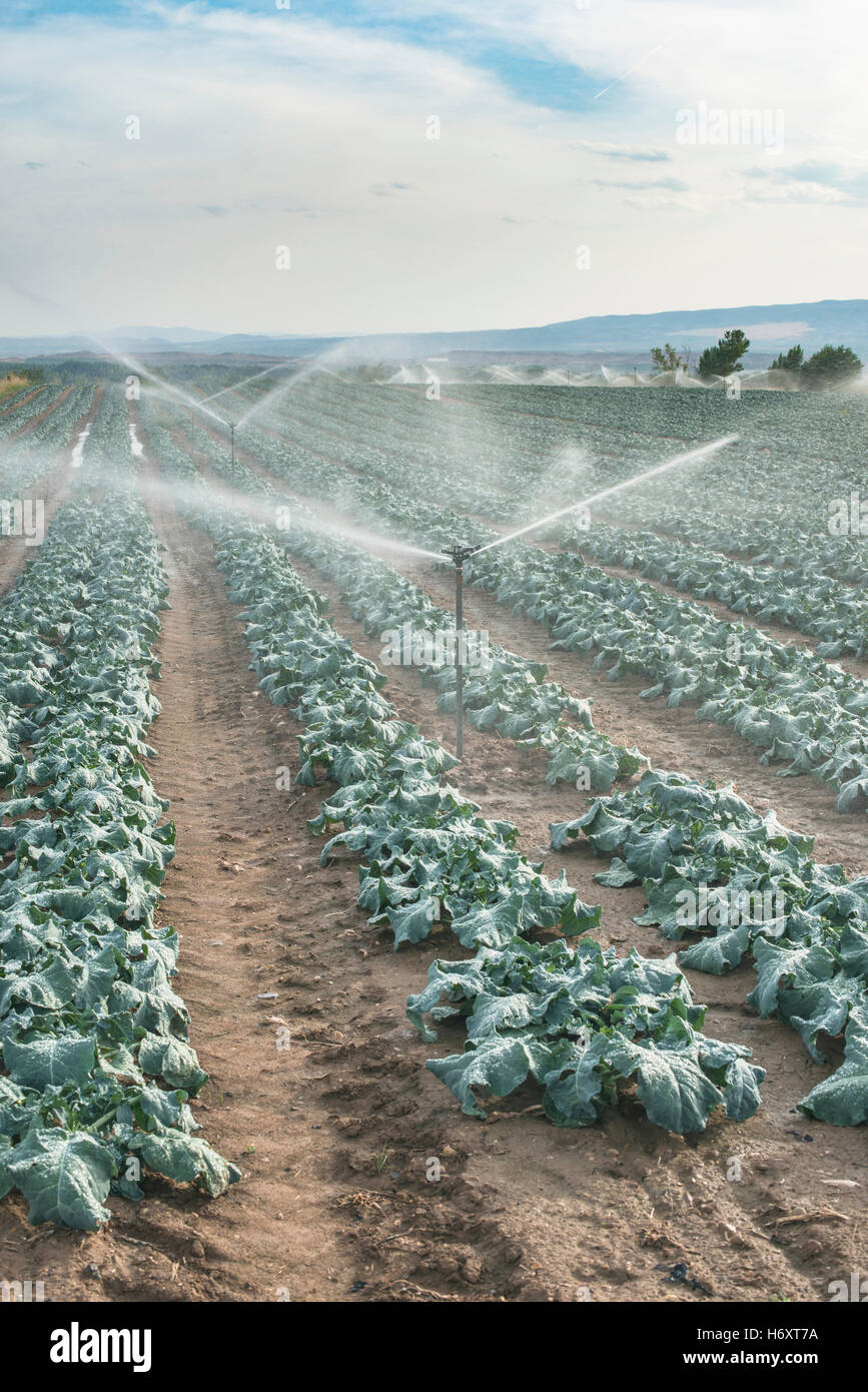 Watering cabbage with sprinklers. Blue sky Stock Photo - Alamy