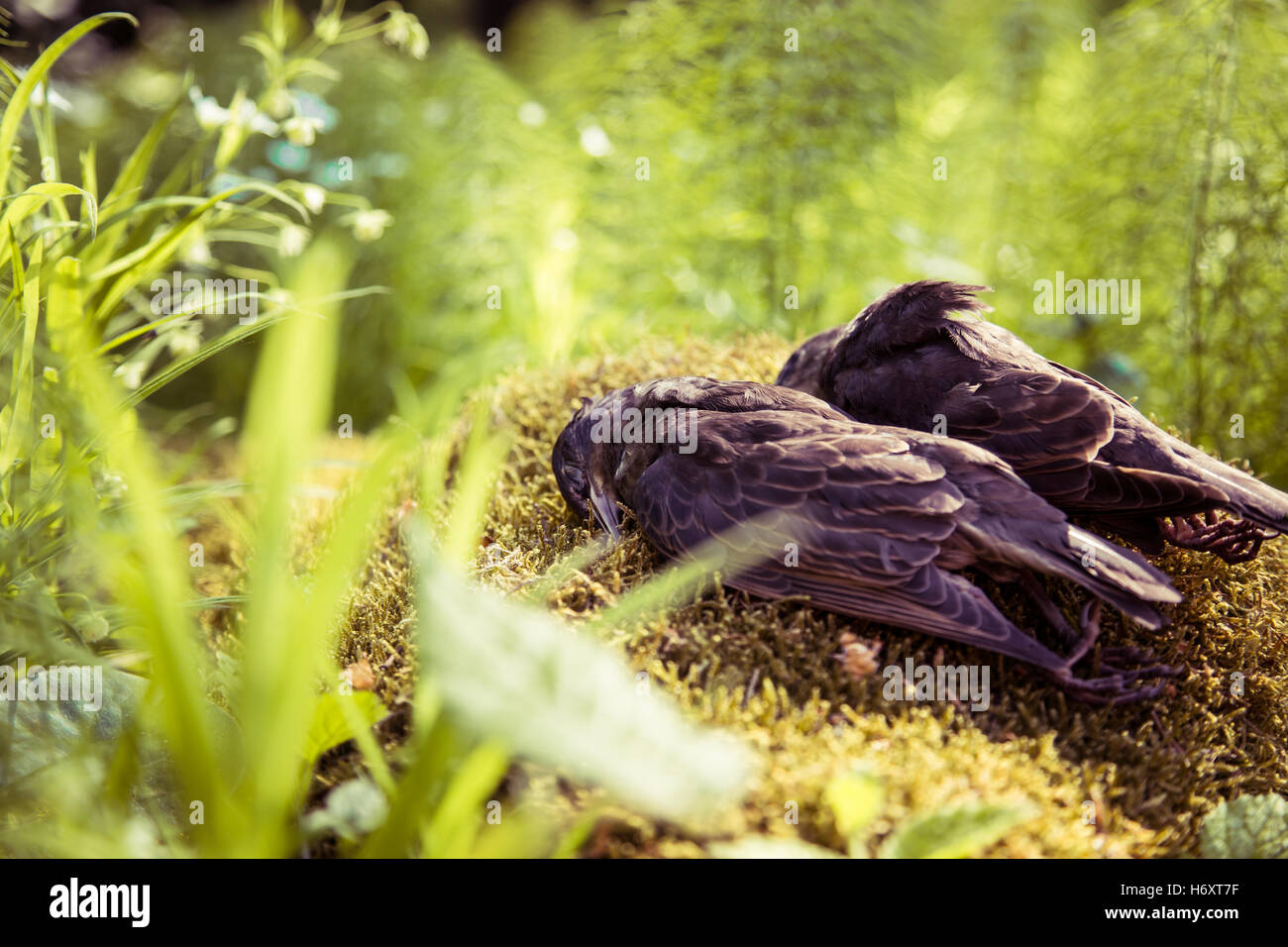 Two birds in grass Stock Photo - Alamy