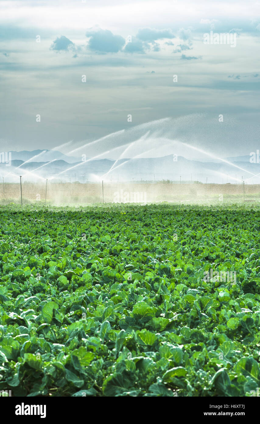 Irrigation system cabbage hi-res stock photography and images - Alamy