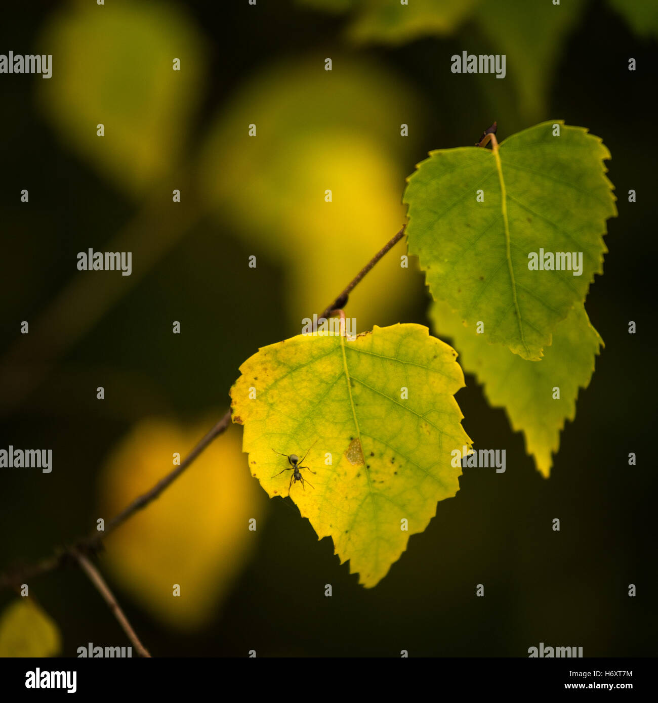 Yellow birch leaves in autumn Stock Photo - Alamy