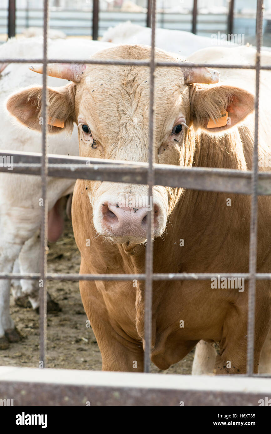 One bull in farm. Close up Stock Photo - Alamy