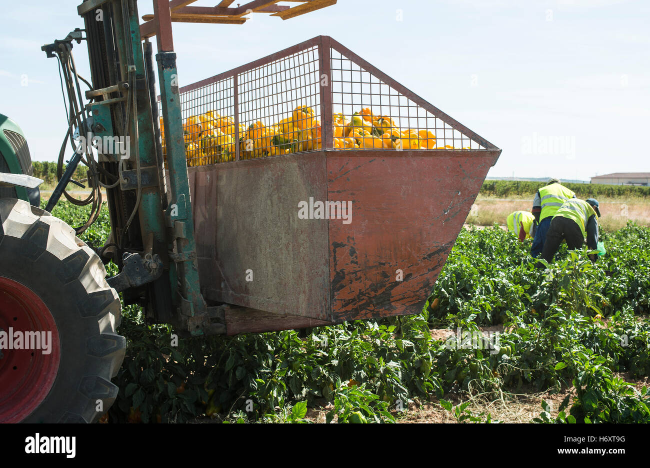 People picking peppers on agriculture field Stock Photo - Alamy