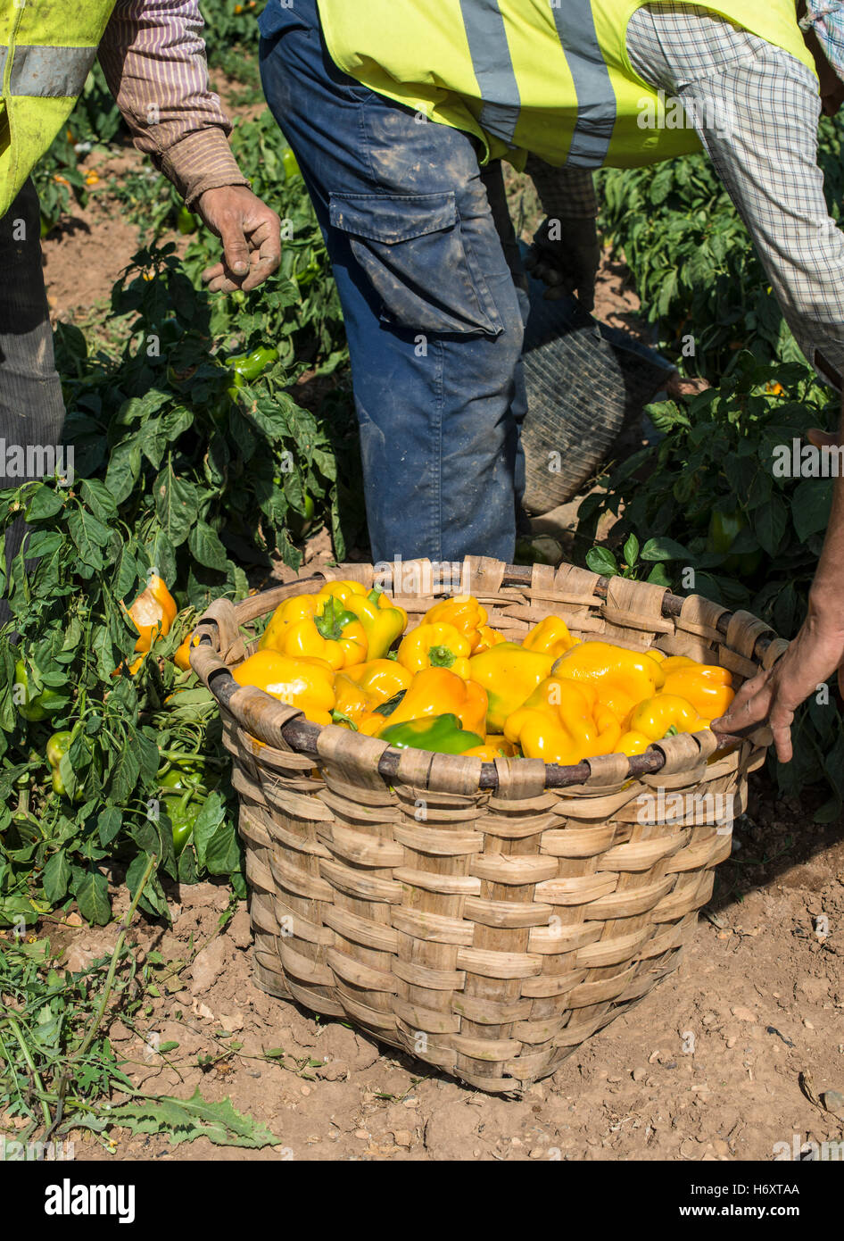 People picking peppers on agriculture field Stock Photo - Alamy