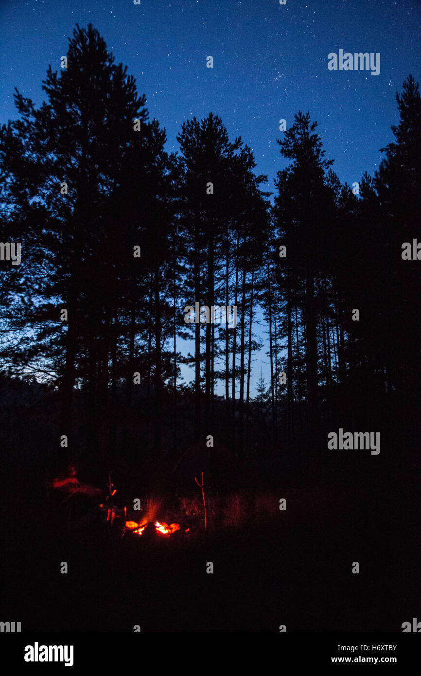 A campfire in a forest at night Stock Photo - Alamy
