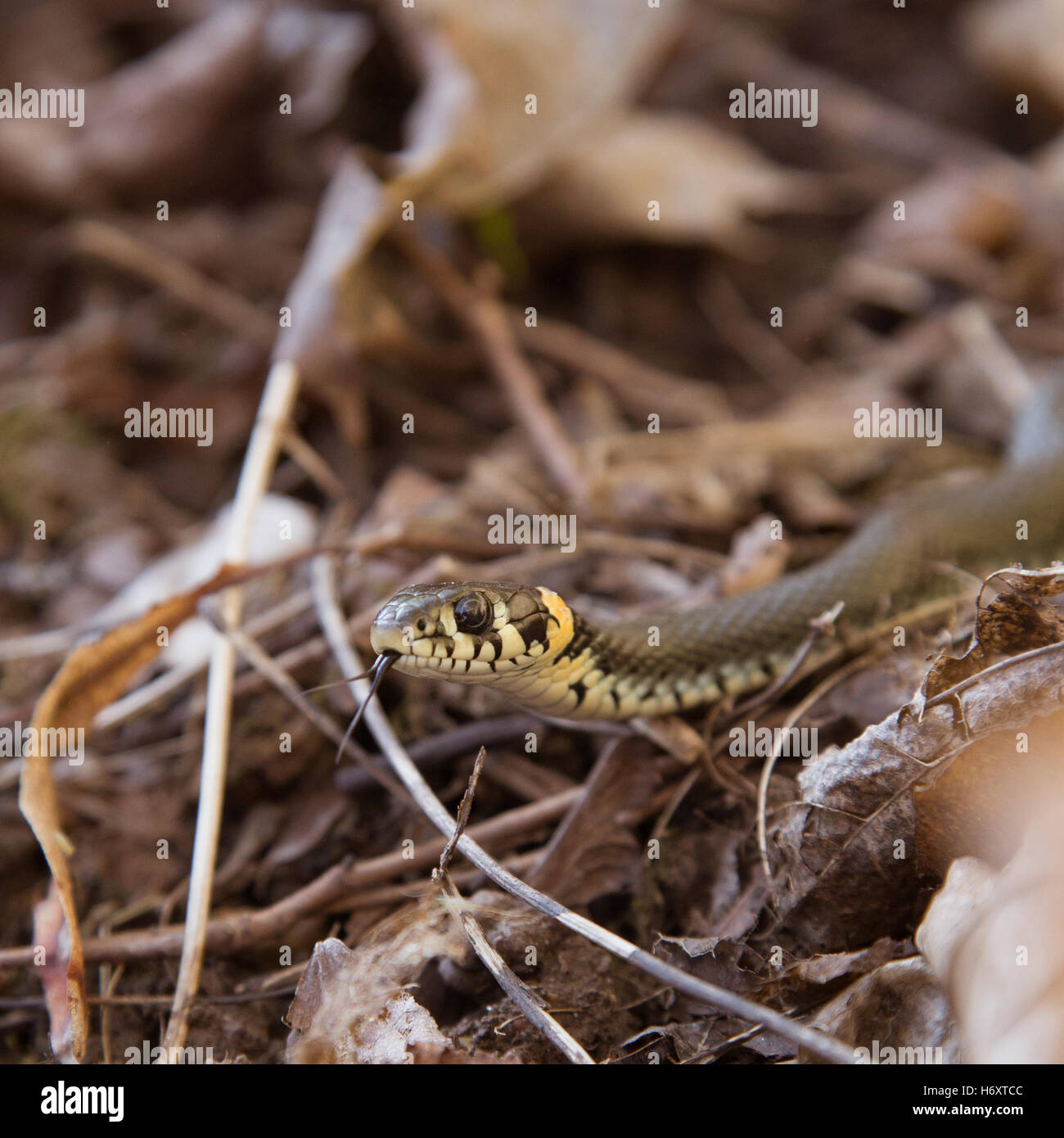 Fierce snake hi-res stock photography and images - Alamy