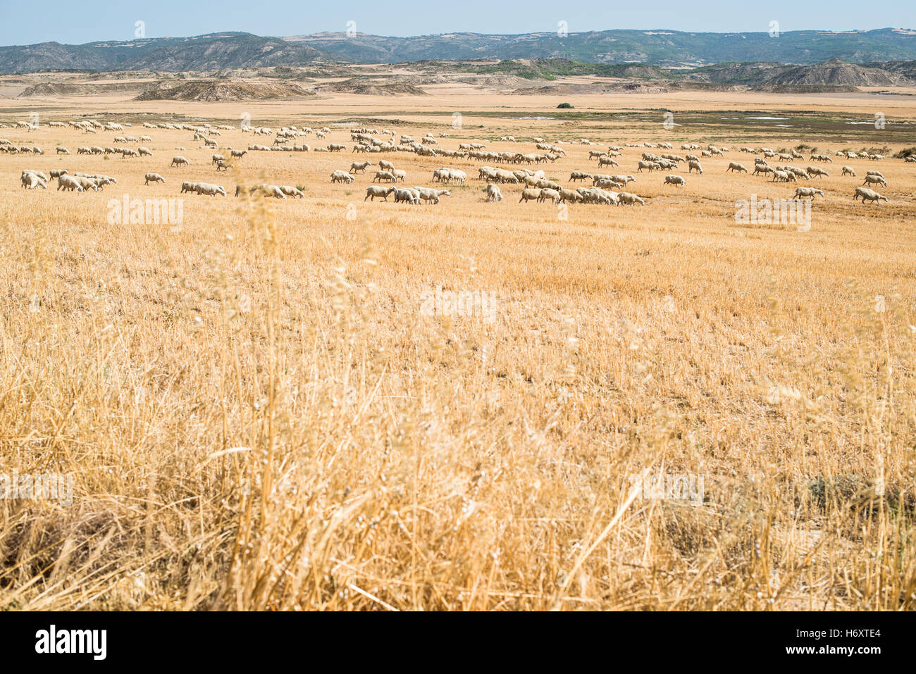 Sheep on pasture. Landscape view Stock Photo - Alamy