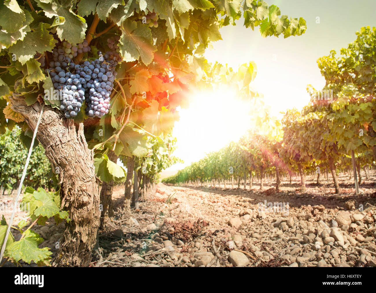 Grapes on sunset. Yellow red sun rays. Backlight sun Stock Photo - Alamy