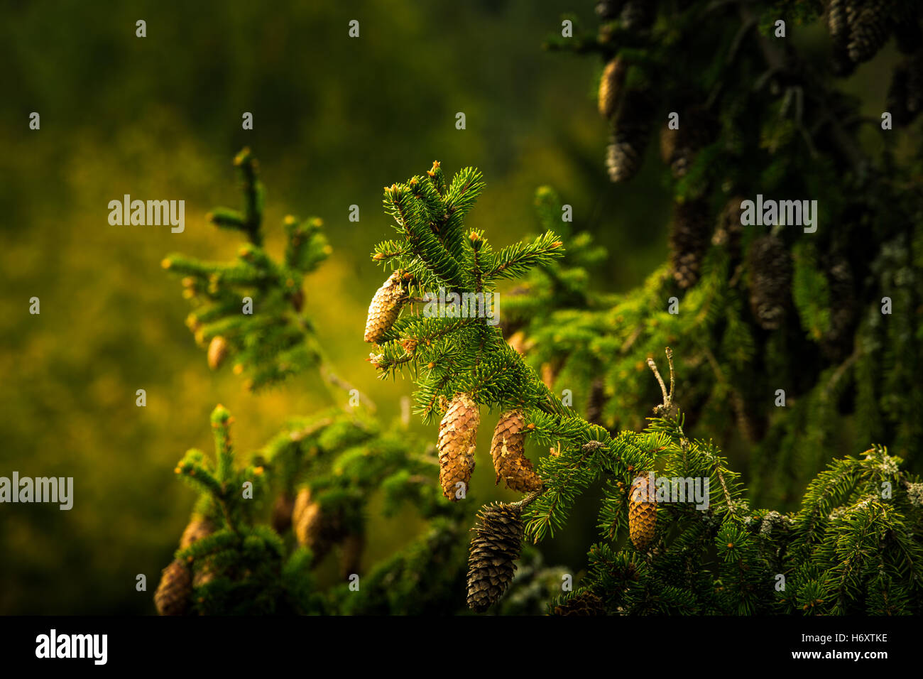Fir forest branches tree cones hi-res stock photography and images - Alamy