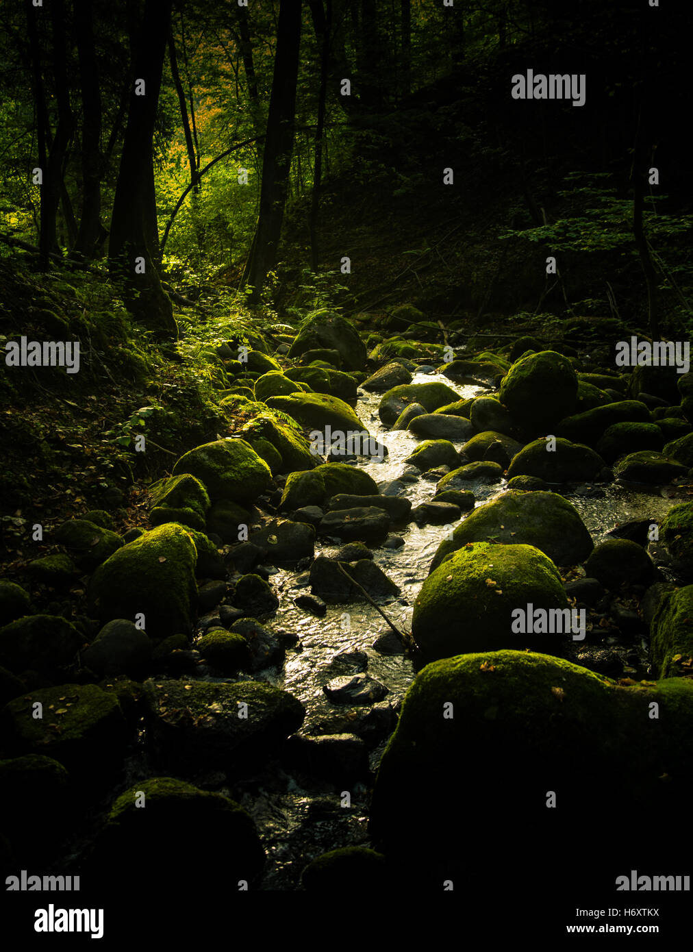 Forest stream flowing through hi-res stock photography and images - Alamy