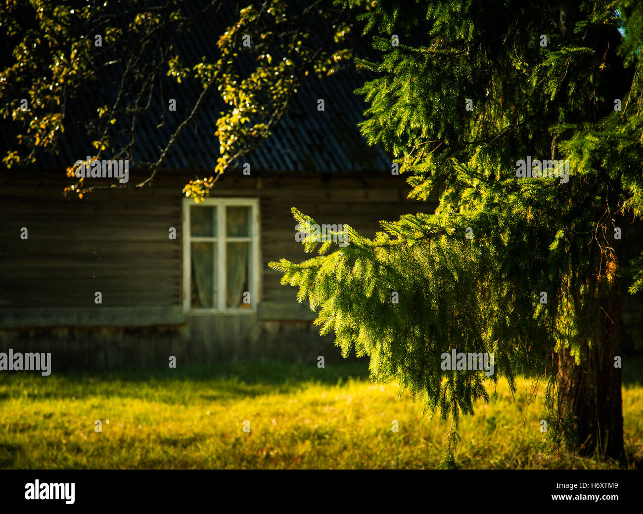 Fir tree branches near a forest house Stock Photo - Alamy