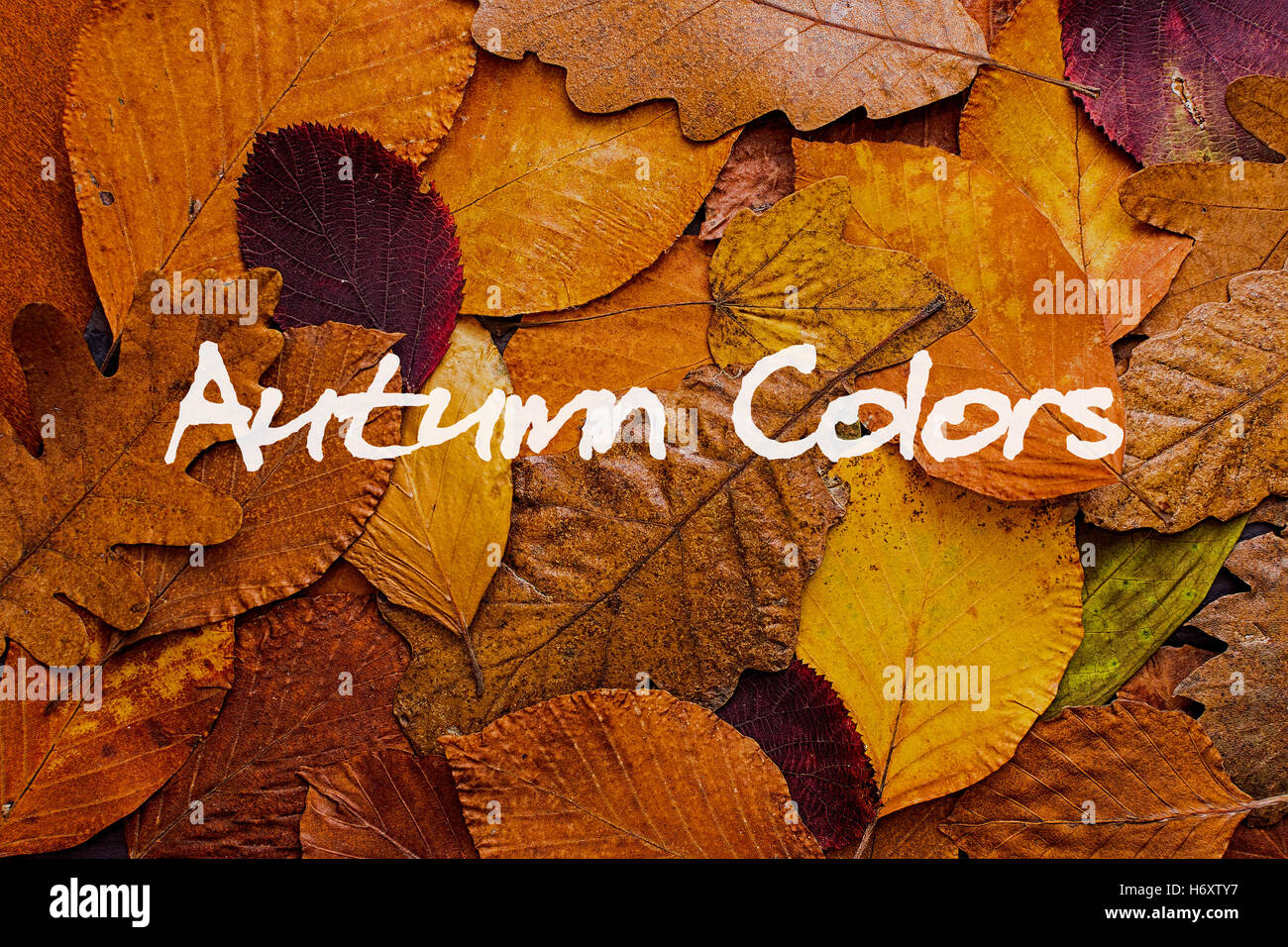 Autumn Leaves Colorful Background. Autumn Colors Concept Wallpaper ...