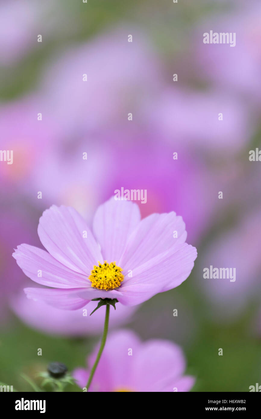 Cosmos plants hi-res stock photography and images - Alamy