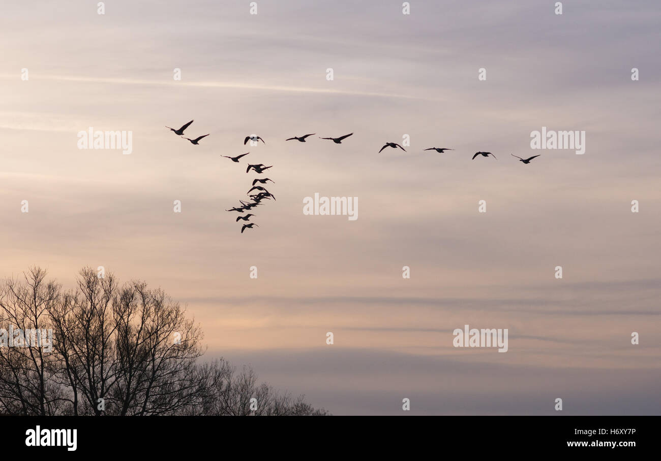 V shaped flock of geese hi-res stock photography and images - Alamy