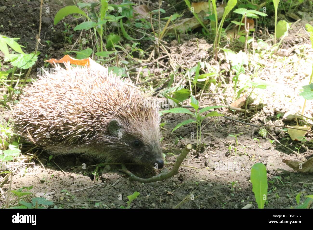 Young hedgehog in natural habitat available in high-resolution and ...