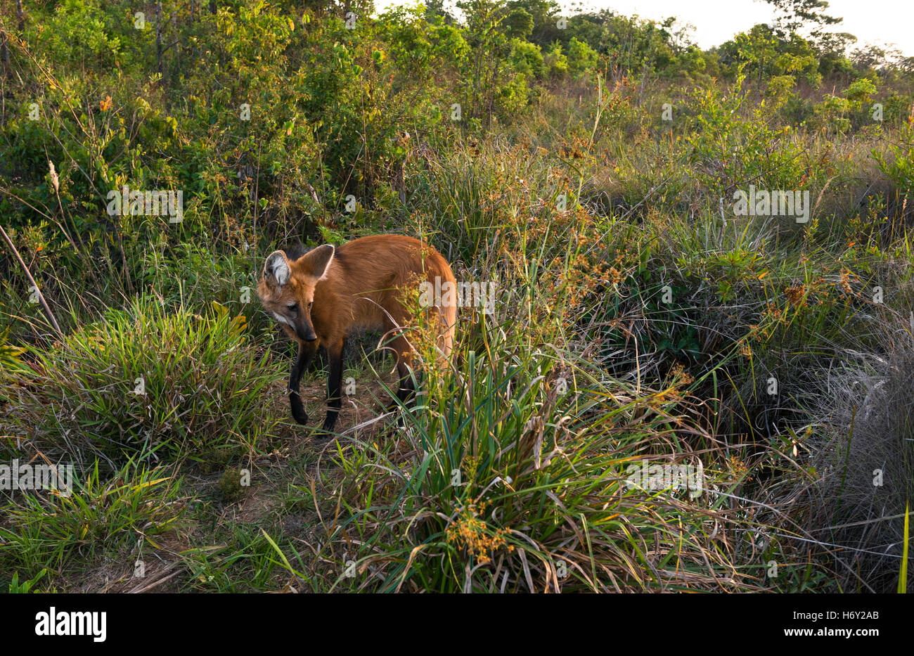 A Maned Wolf explores a marshland in Central Brazil Stock Photo - Alamy