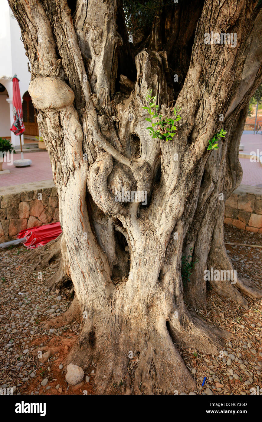 alter Olivenbaum, Ibiza, Spanien Stock Photo - Alamy