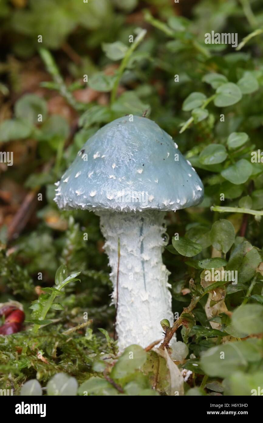 Verdigris agaric, Stropharia aeruginosa Stock Photo - Alamy