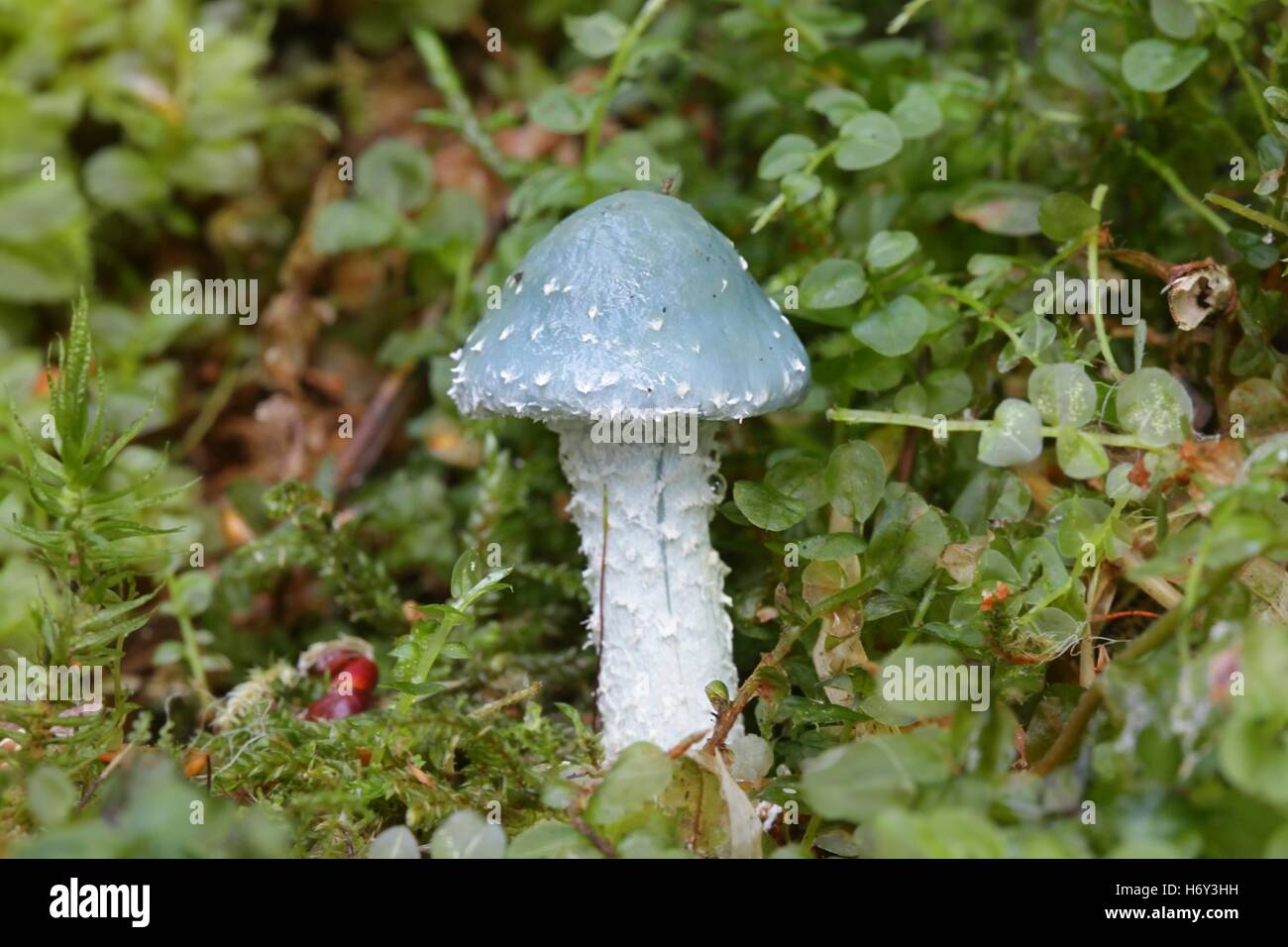 Verdigris agaric, Stropharia aeruginosa Stock Photo - Alamy