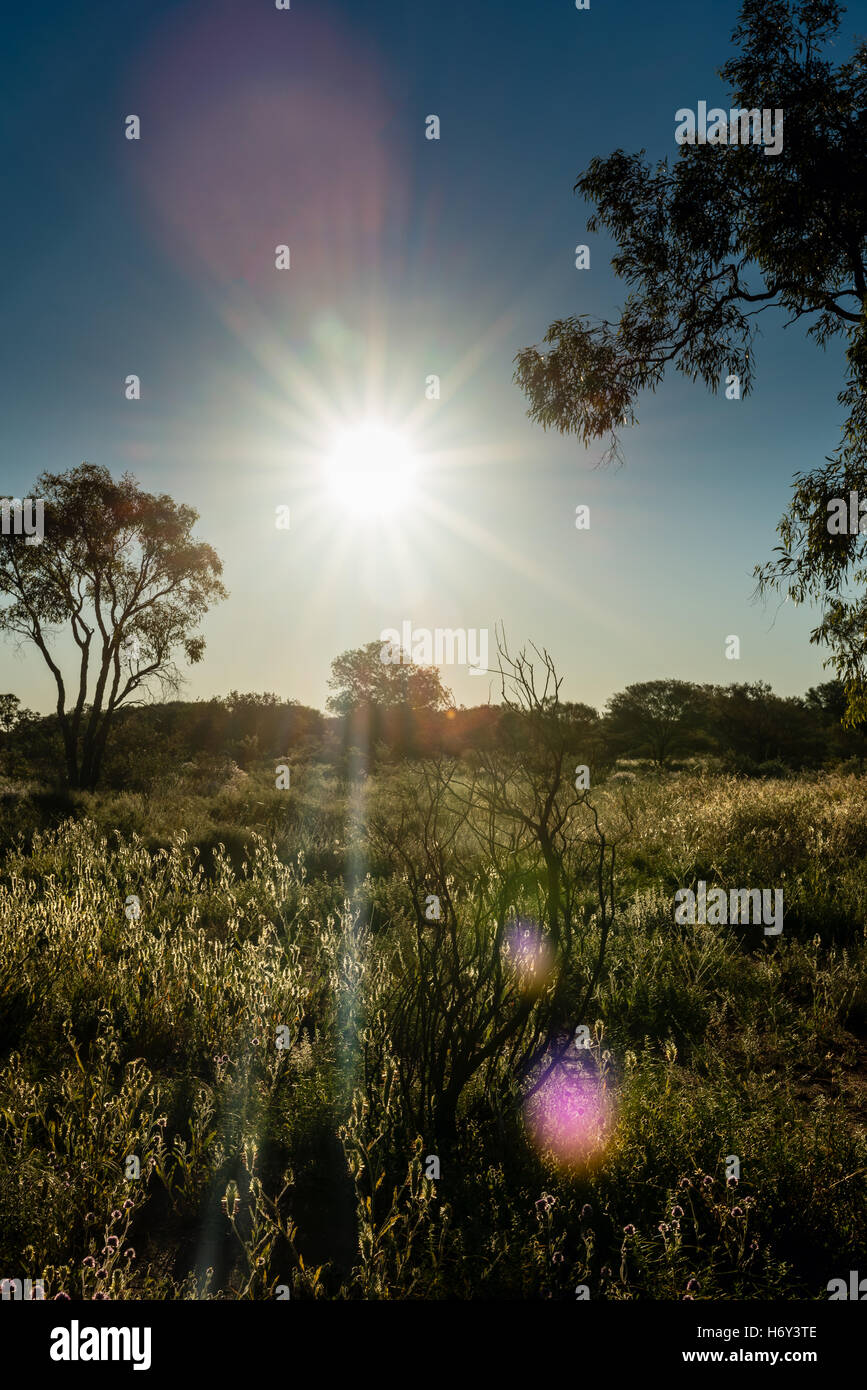 Sunset over outback trees Stock Photo - Alamy