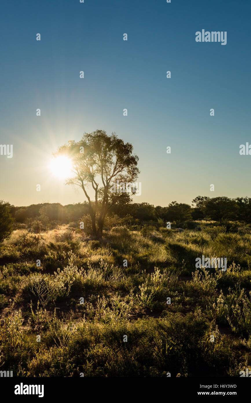 Sunset over outback trees Stock Photo - Alamy