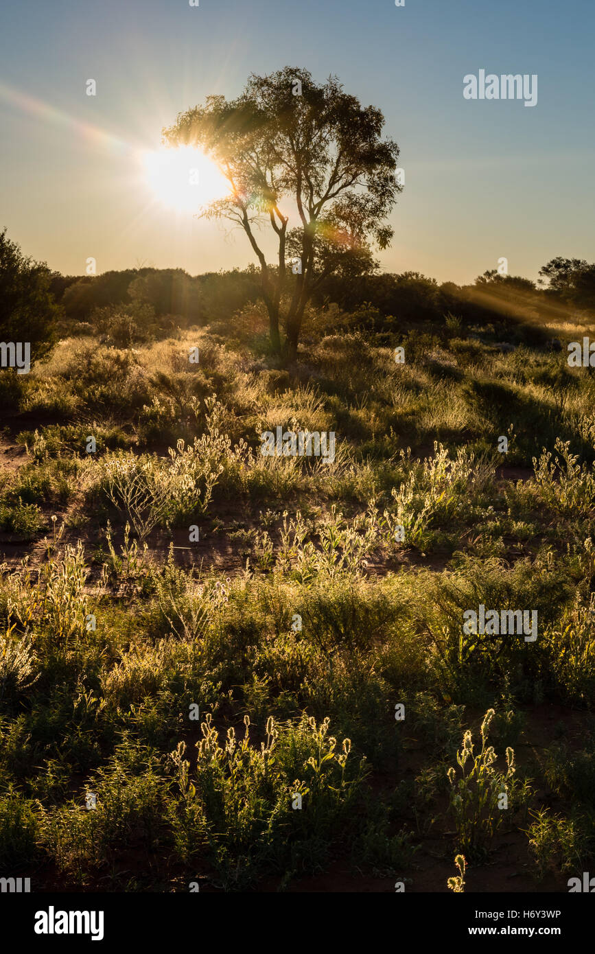 Sunset over outback trees Stock Photo - Alamy