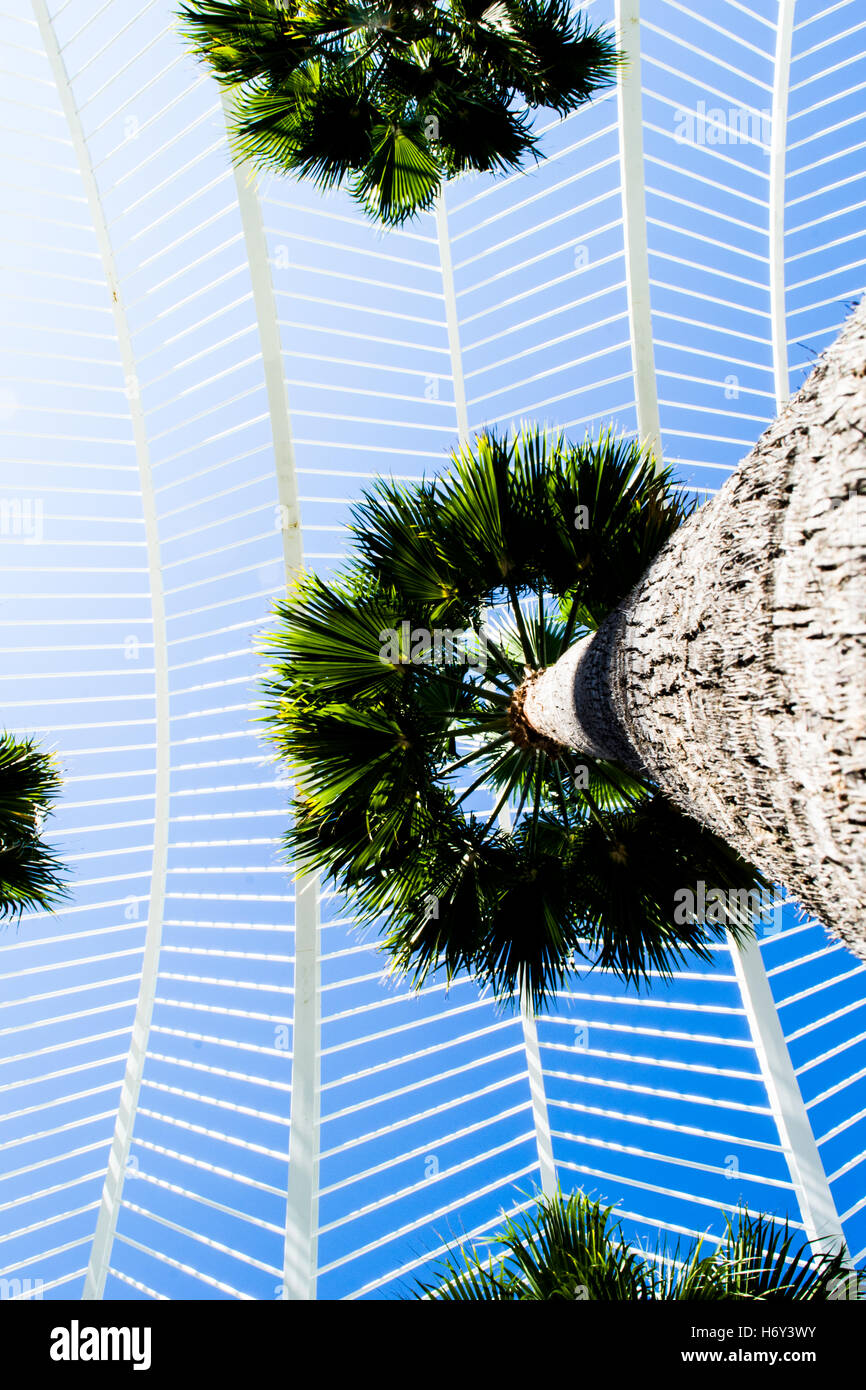 futuristic architecture with palm tree Stock Photo - Alamy