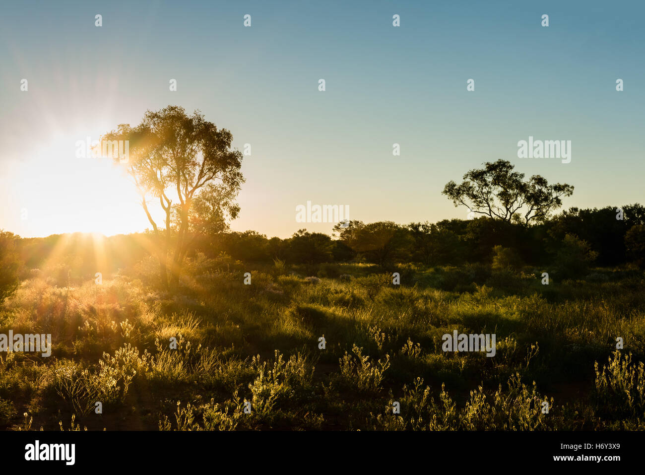 Sunset over outback trees Stock Photo - Alamy