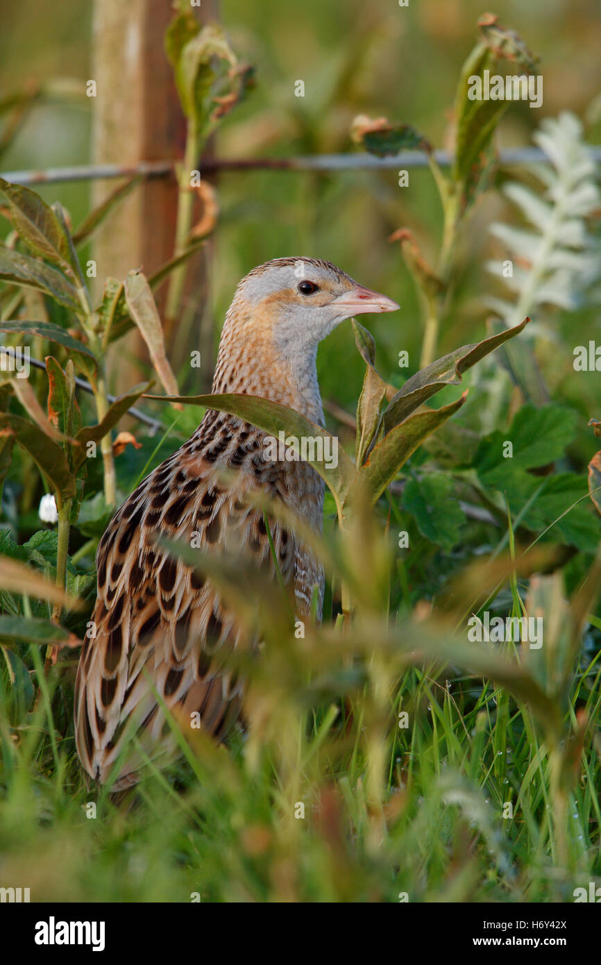 Corncrake Crex crex late May when the vegetation is low patrolling ...