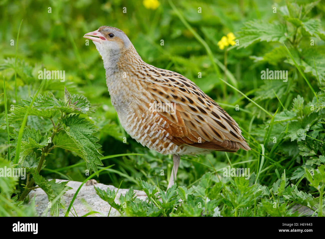Corncrake Crex crex late May when the vegetation is low patrolling ...