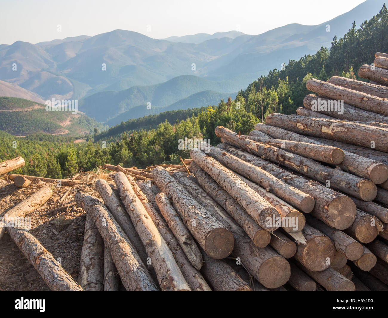 Stacked timber logs with background of mountains and forest. Taken in ...