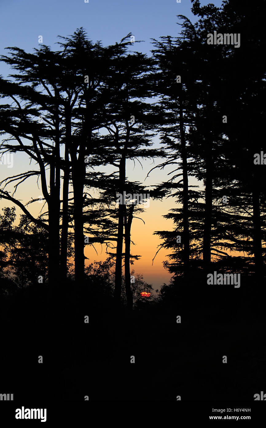 Cedar Trees Of Lebanon High Resolution Stock Photography and Images - Alamy