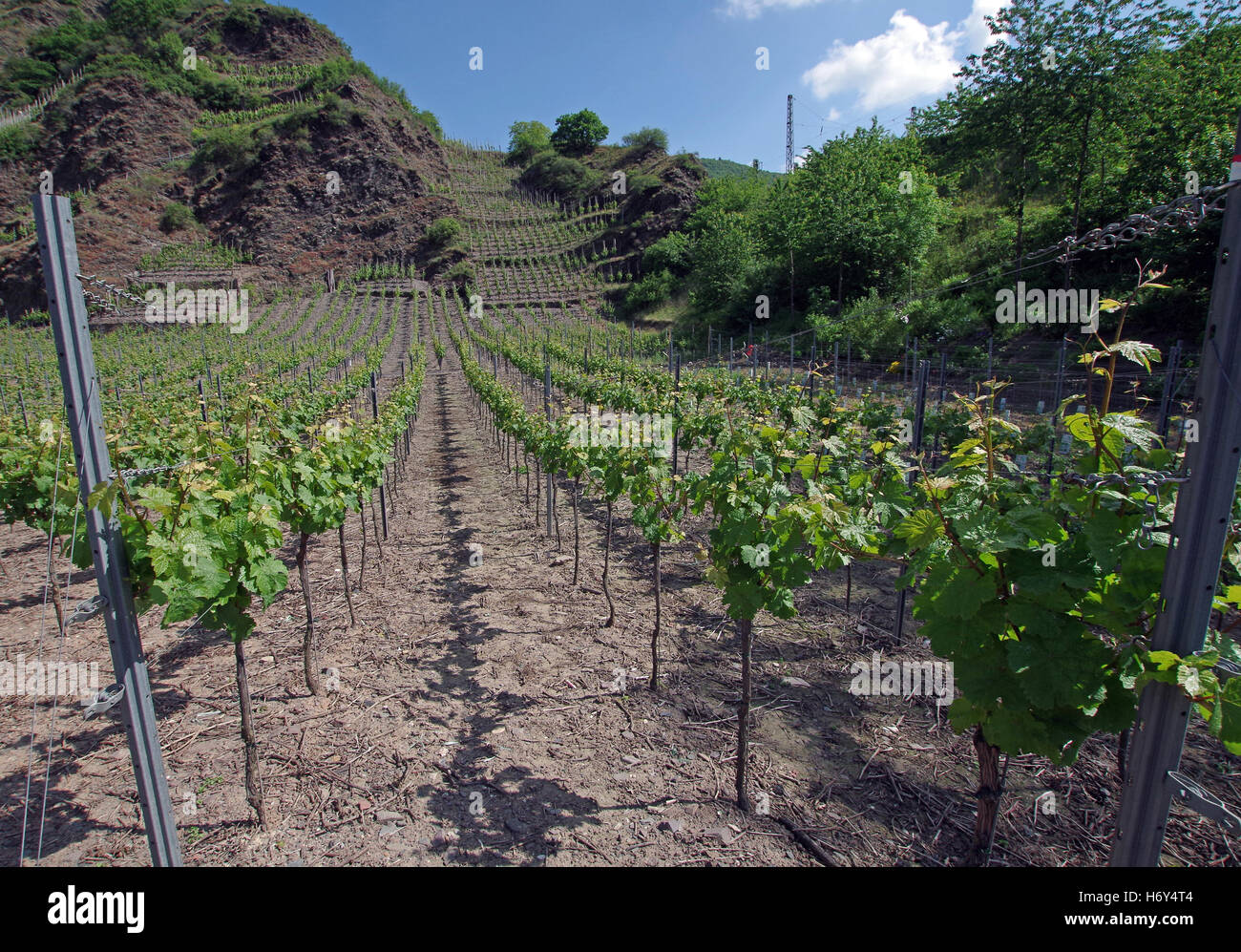 Bremm Calmont, Germany. Vineyard along the Mosel river Stock Photo - Alamy