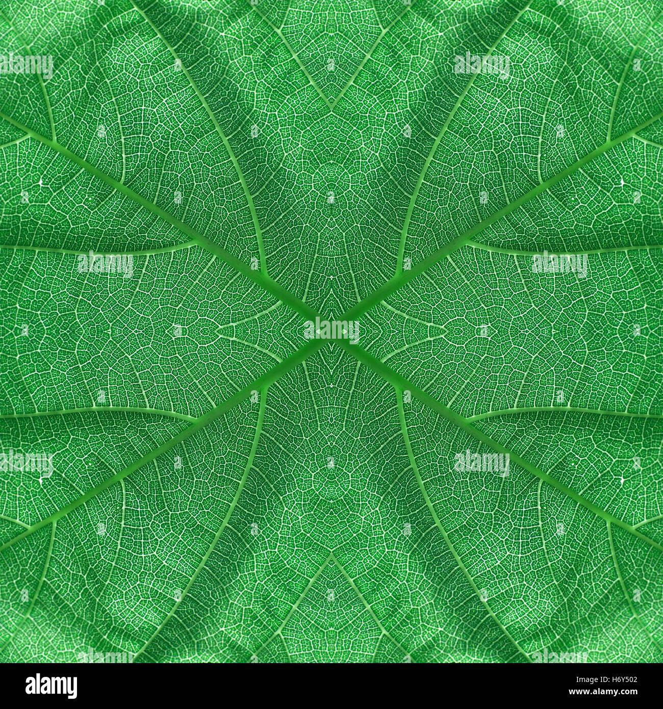 Verde esmeralda hi-res stock photography and images - Alamy