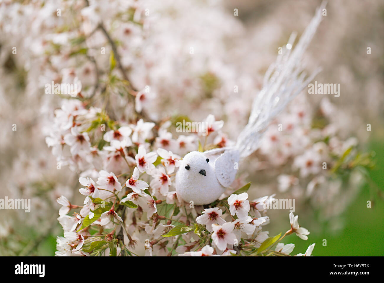 Little bird in Spring with blossom cherry flower sakura Stock Photo - Alamy