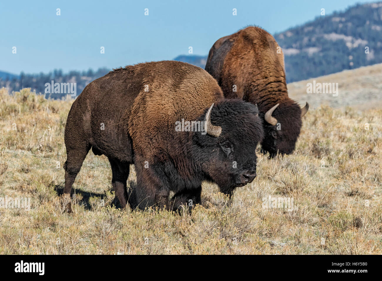 American Bison - Bison bison Stock Photo - Alamy