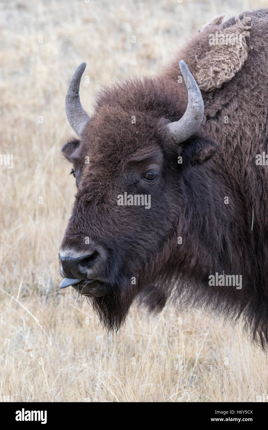 American Bison - Bison bison Stock Photo - Alamy
