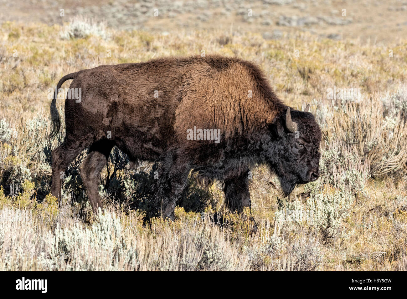 Bull bison hi-res stock photography and images - Alamy