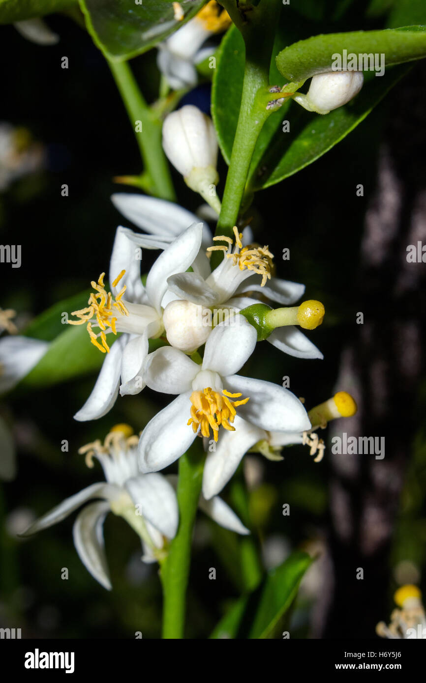 Bunch of key lime flowers (Citrus aurantiifolia), known as "limao ...