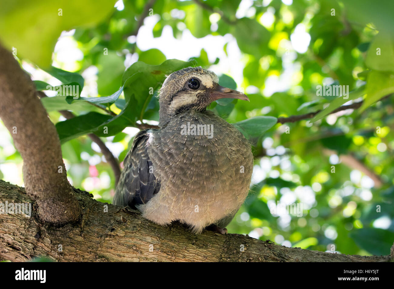 Young plain-breasted ground dove (Columbina minuta), still learning how ...