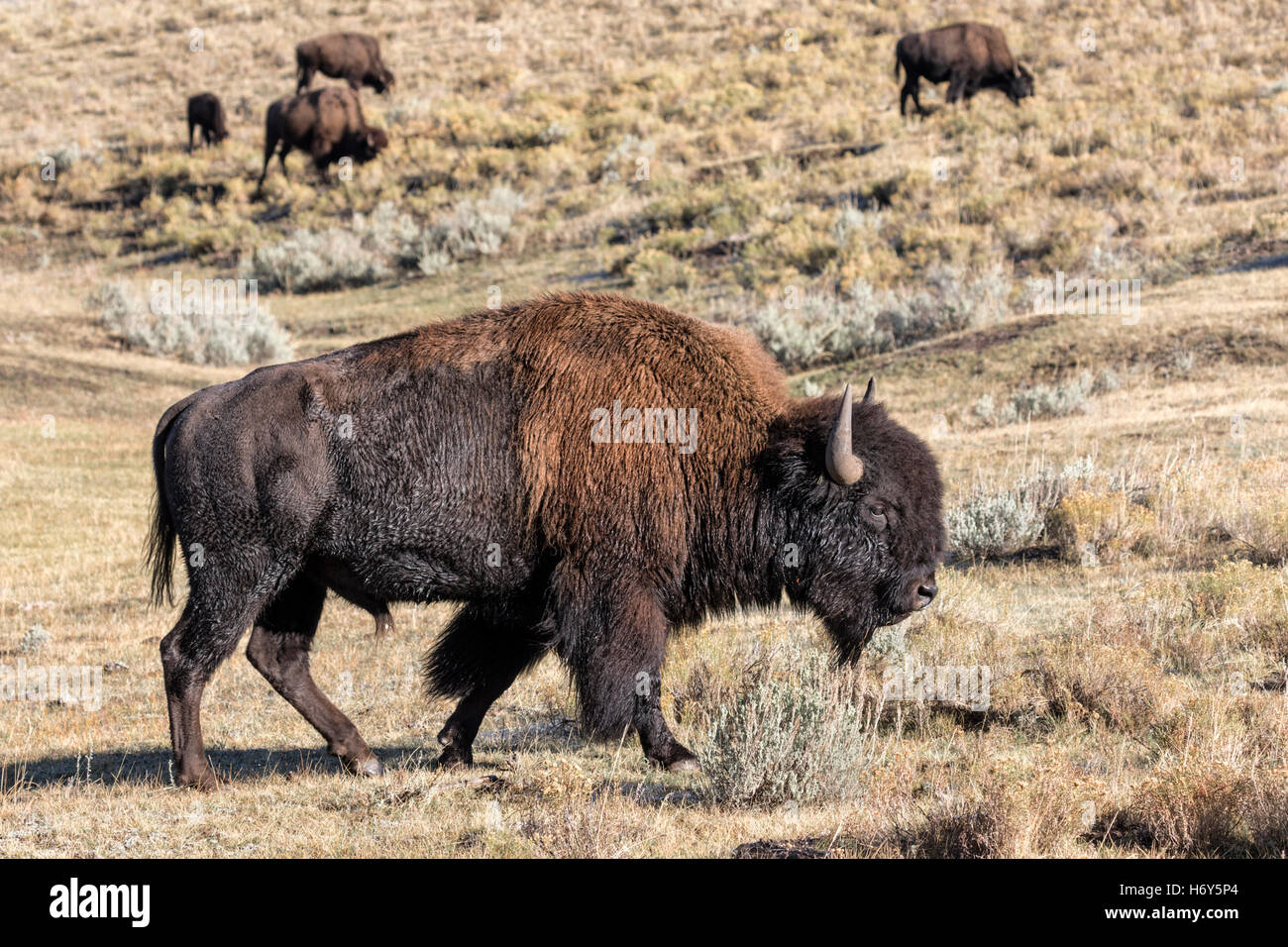 Bull Bison - Bison bison Stock Photo - Alamy