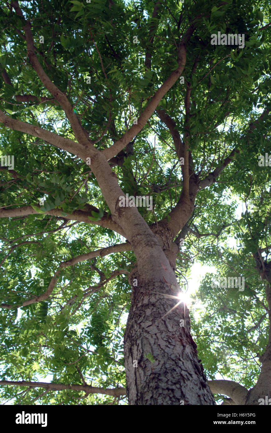 Tree canopy shot from below Stock Photo - Alamy