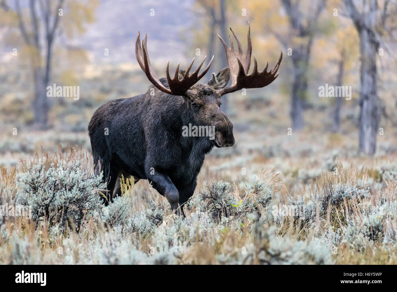 Bull Moose - adult male Shiras Moose - Alces alces Stock Photo - Alamy