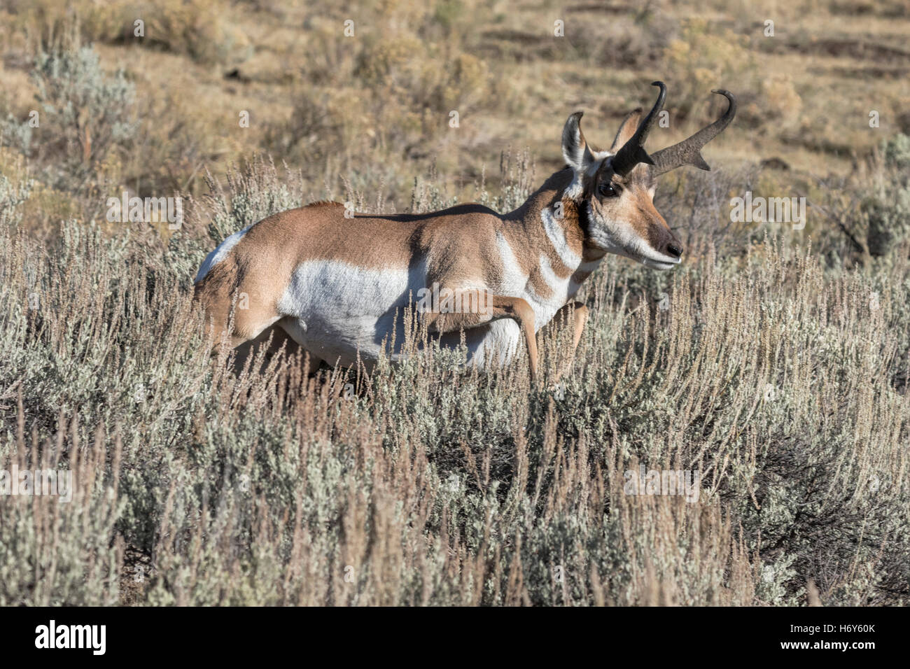 Pronghorn antelope behavior hi-res stock photography and images - Alamy