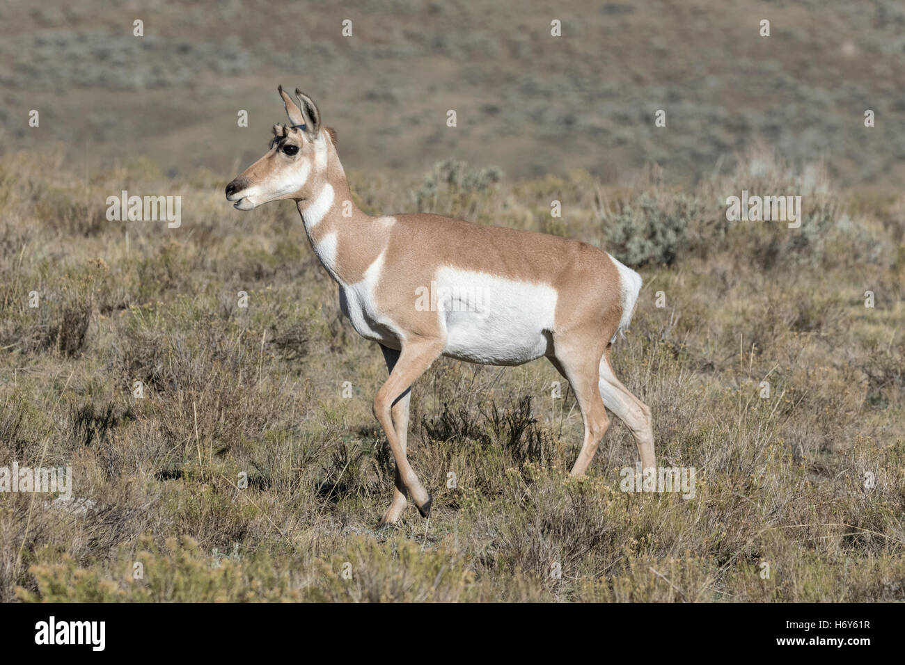Pronghorn female - Antilocapra americana Stock Photo - Alamy