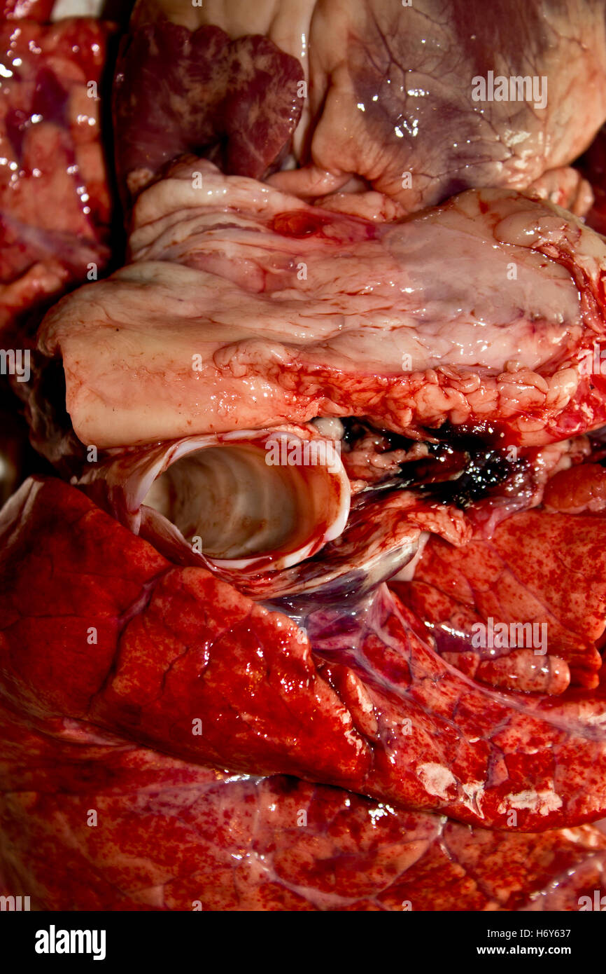 Scary butcher shop hi-res stock photography and images - Alamy